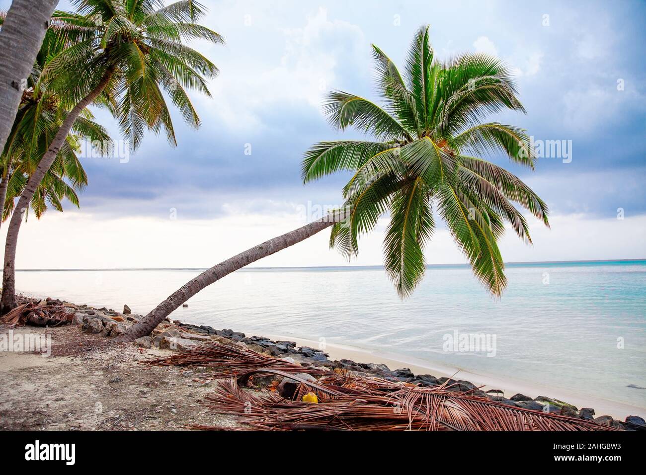 Waterside palms hi-res stock photography and images - Alamy
