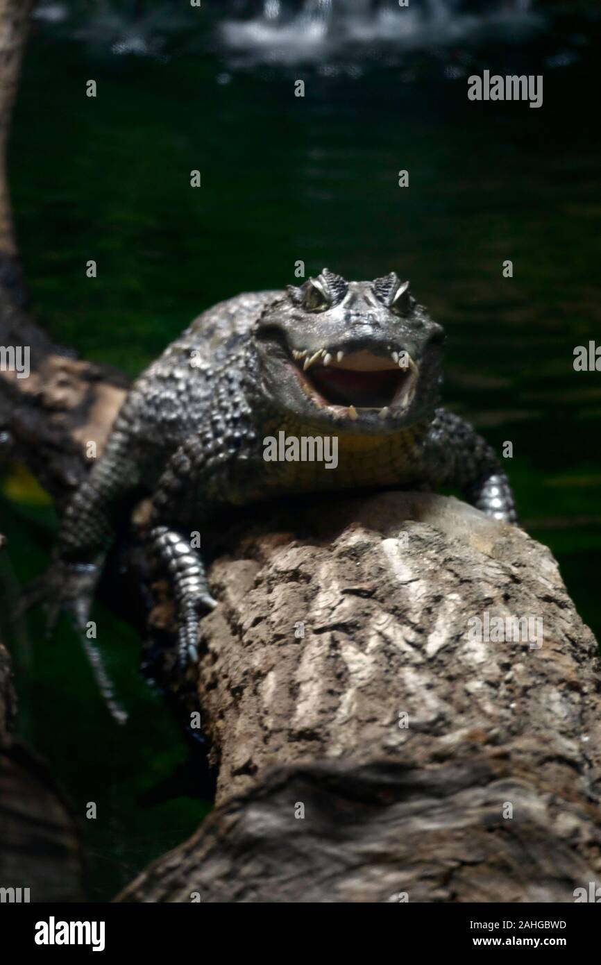 Portrait of a Spectacled caiman looking straight at the camera Stock ...