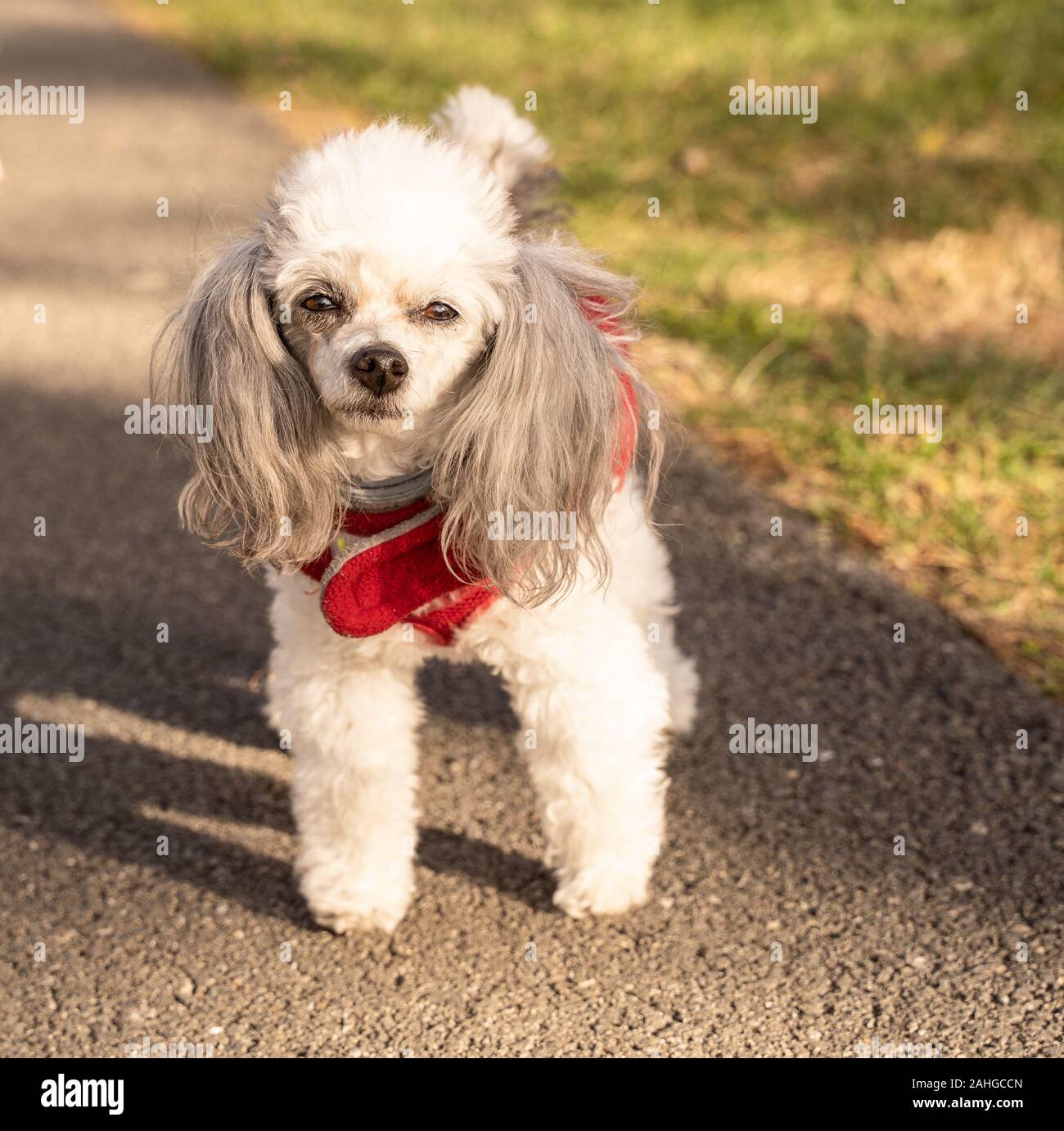 Close up toy poodle puppy hi-res stock photography and images - Alamy