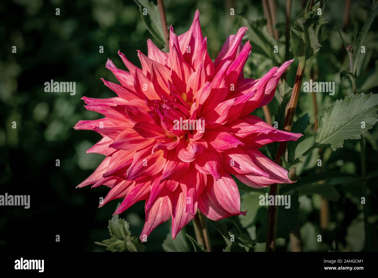 Detailed close up of a pink "Belle of Bamera" dahlia flower blooming in ...