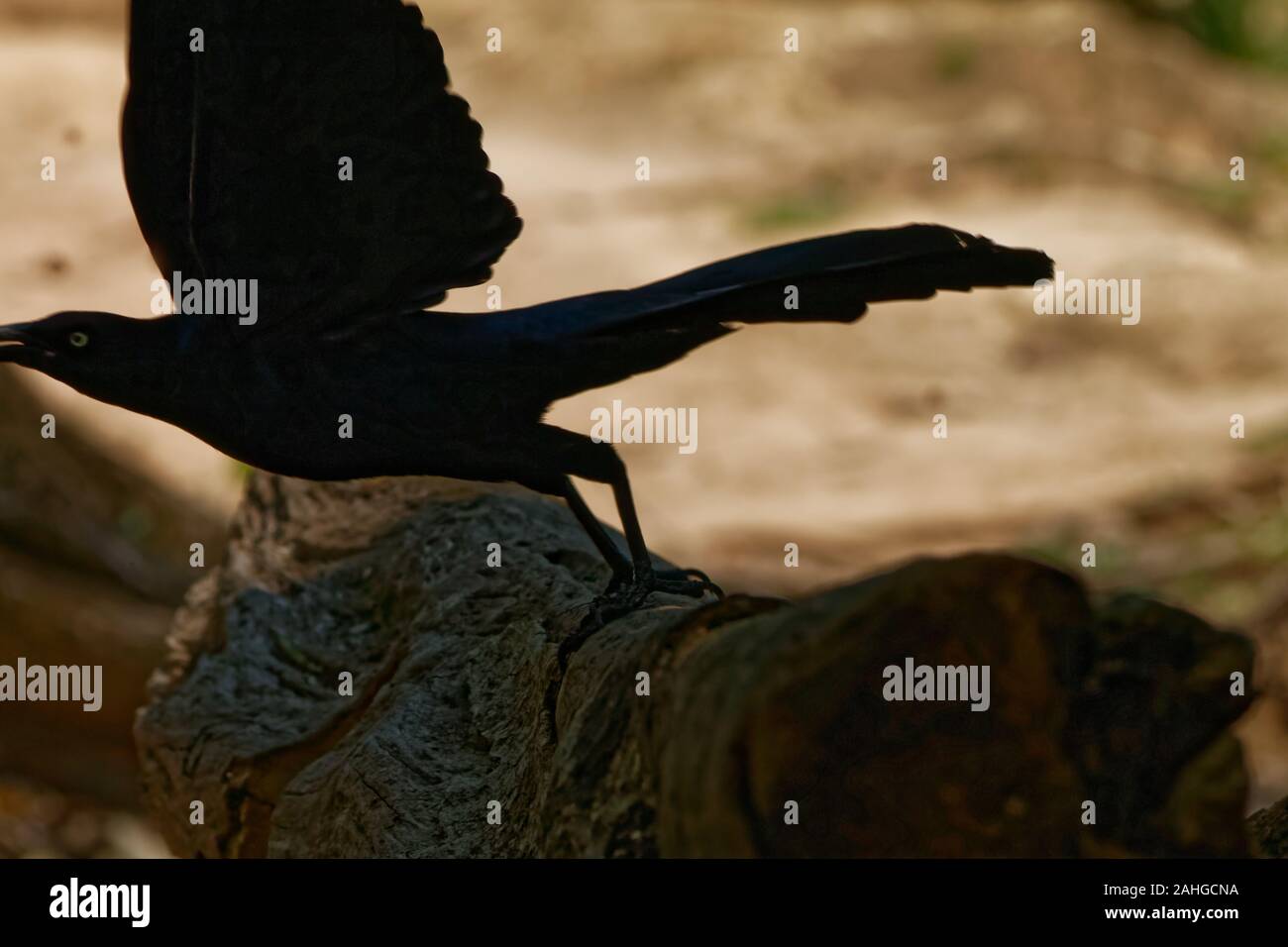 Great-tailed grackle in Chiapas, Mexico Stock Photo - Alamy