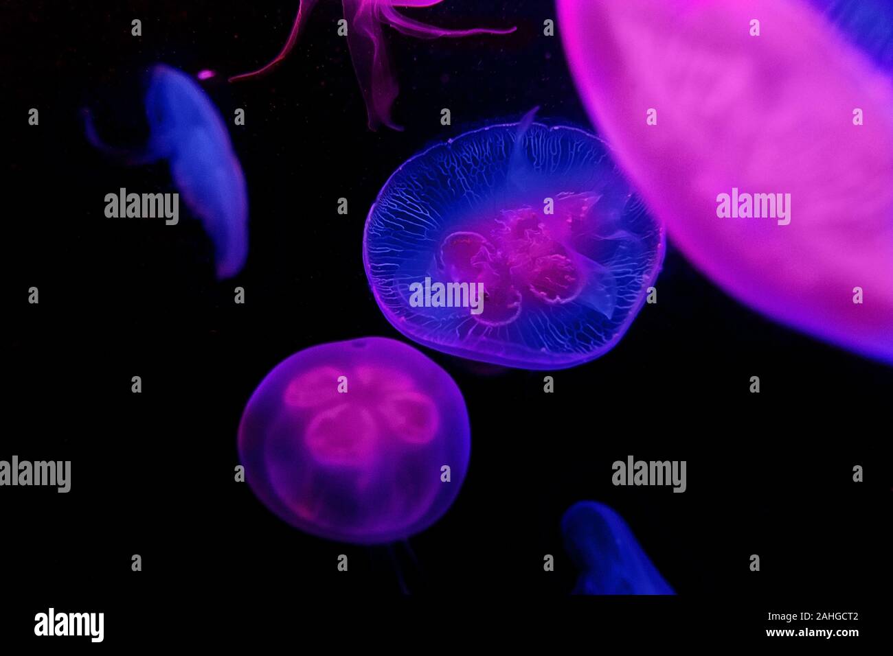 Gelatinous fish hi-res stock photography and images - Alamy
