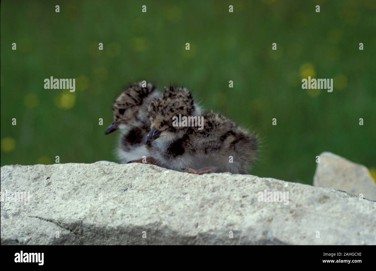 Baby lapwing hi-res stock photography and images - Alamy