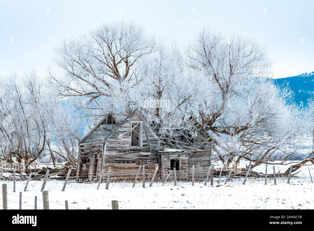 Destroyed cabin in winter crushed by a tree Stock Photo - Alamy