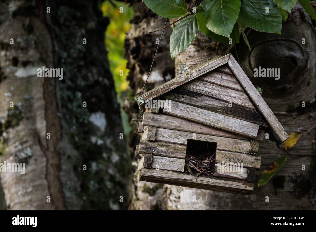 Wooden damaged birdhouse hanging at an angle on tree. Insurance claim ...