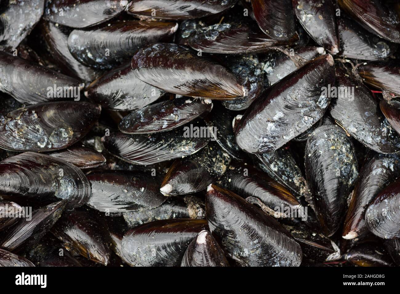 Mussel shell texture hi-res stock photography and images - Alamy