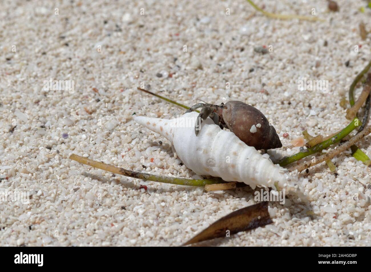 hermit crabs in the stolen shells fighting with eachother Stock Photo ...