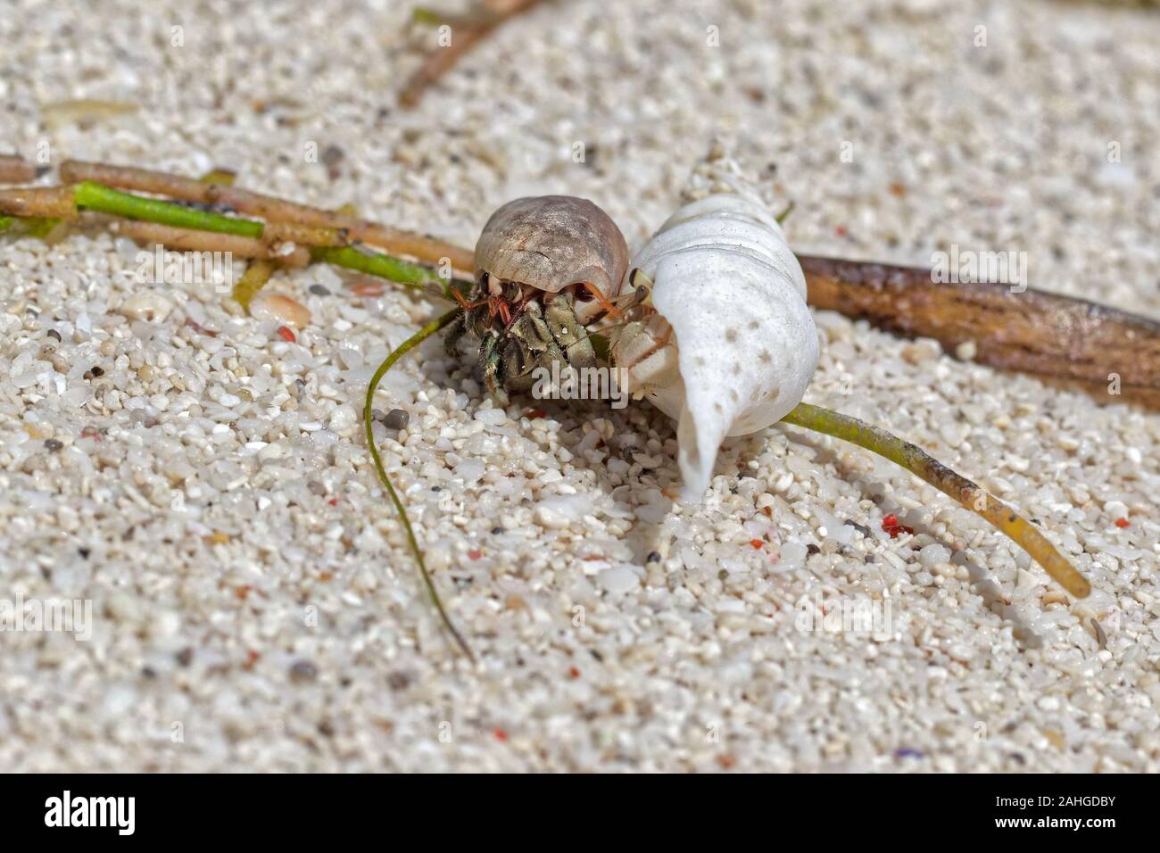 hermit crabs in the stolen shells fighting with eachother Stock Photo ...