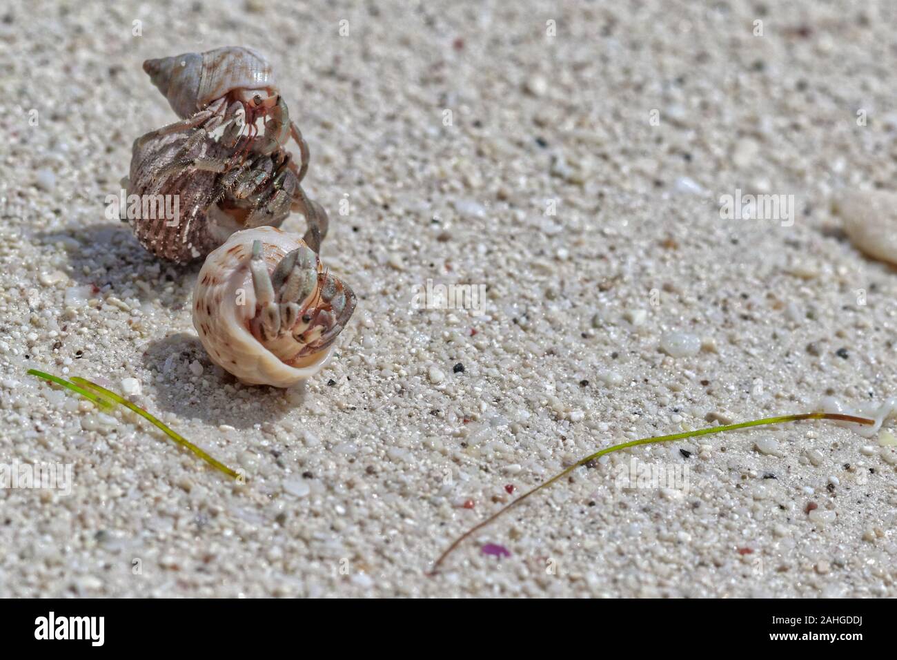 Three hermit crabs in the stolen shells fighting with eachother Stock ...