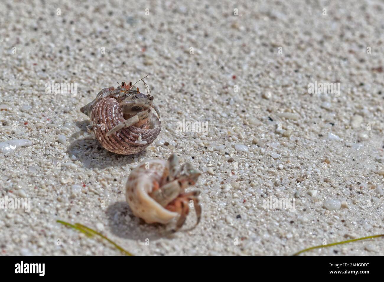 Three hermit crabs in the stolen shells fighting with eachother Stock ...