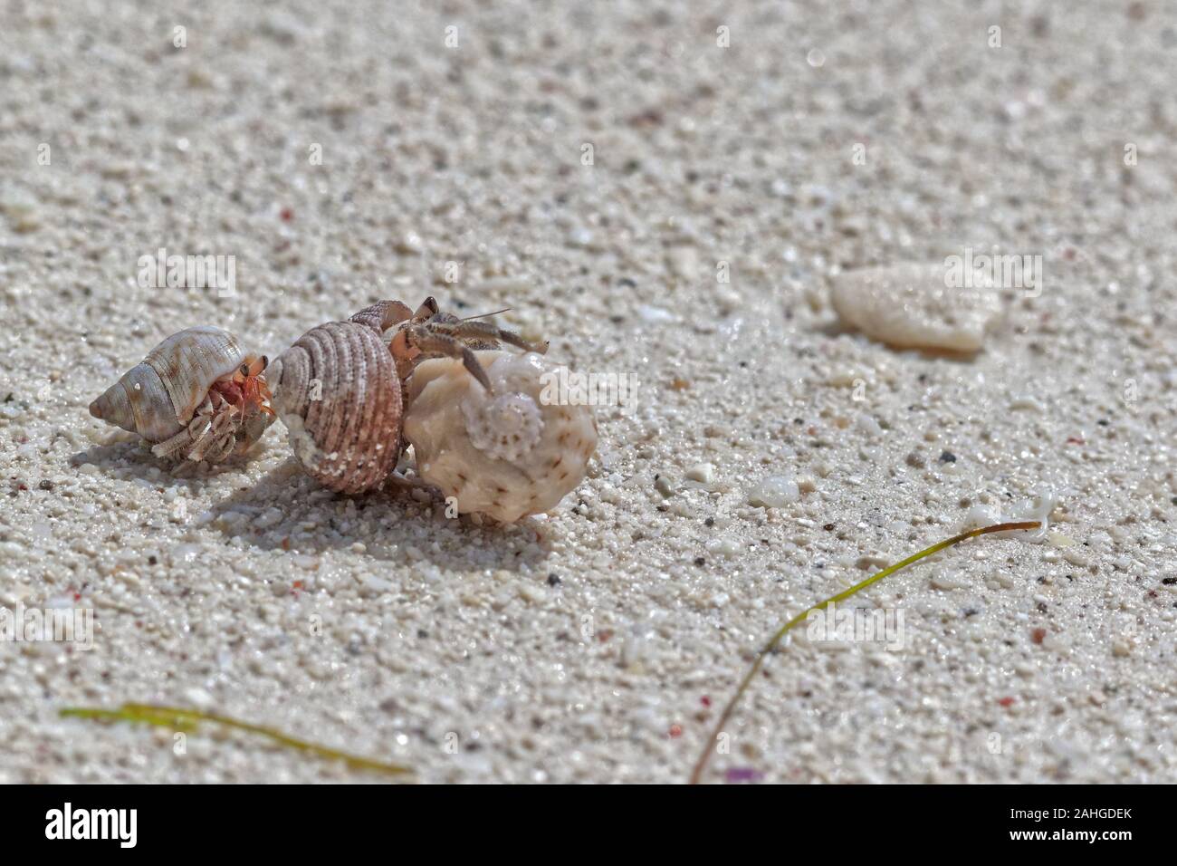 Three hermit crabs in the stolen shells fighting with eachother Stock ...