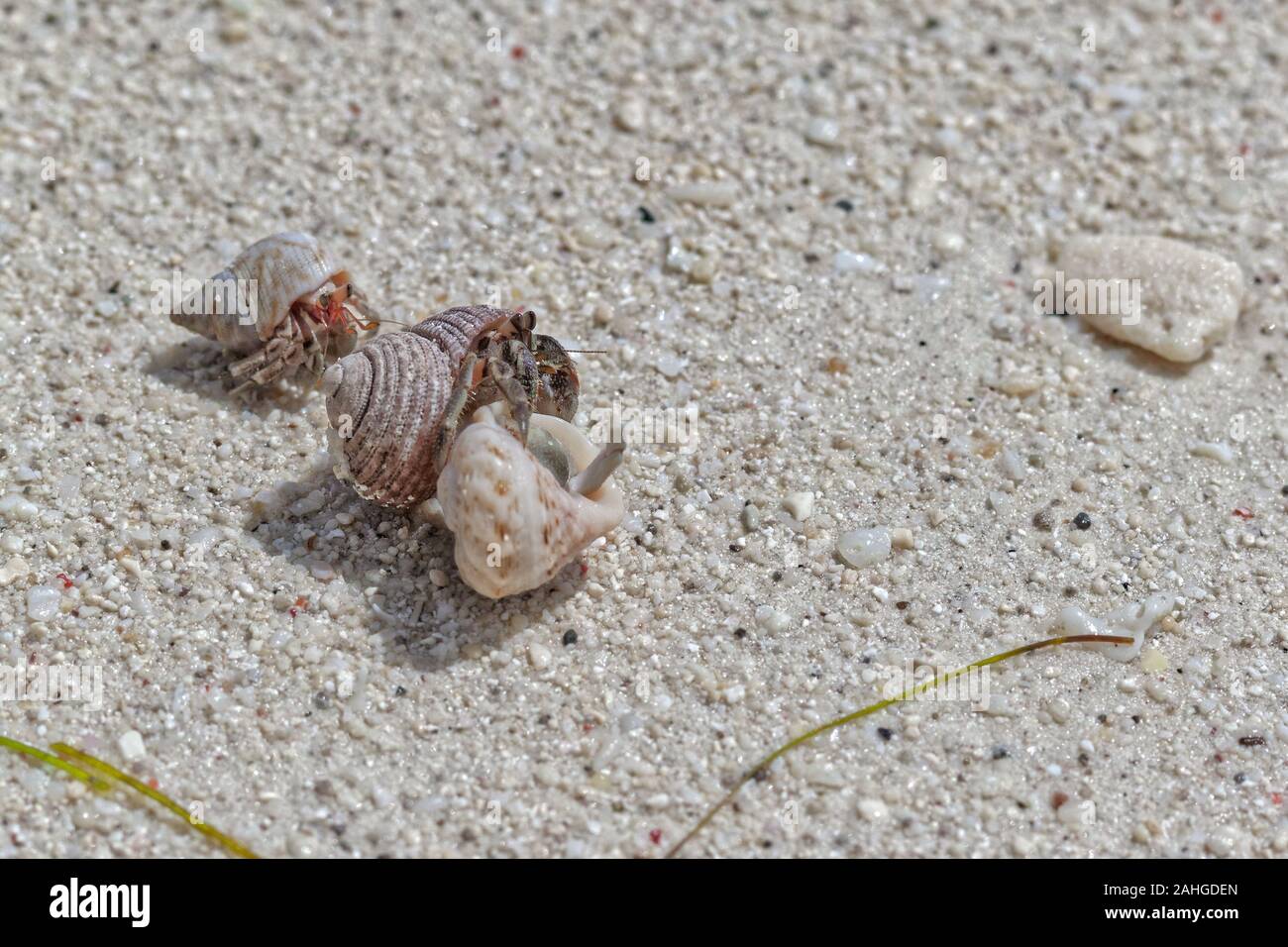 Hermit Crabs Fighting