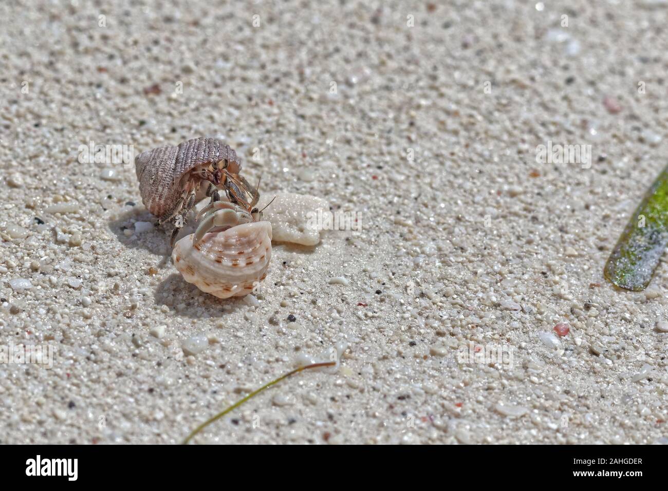 Two hermit crabs fighting for shell hi-res stock photography and images ...