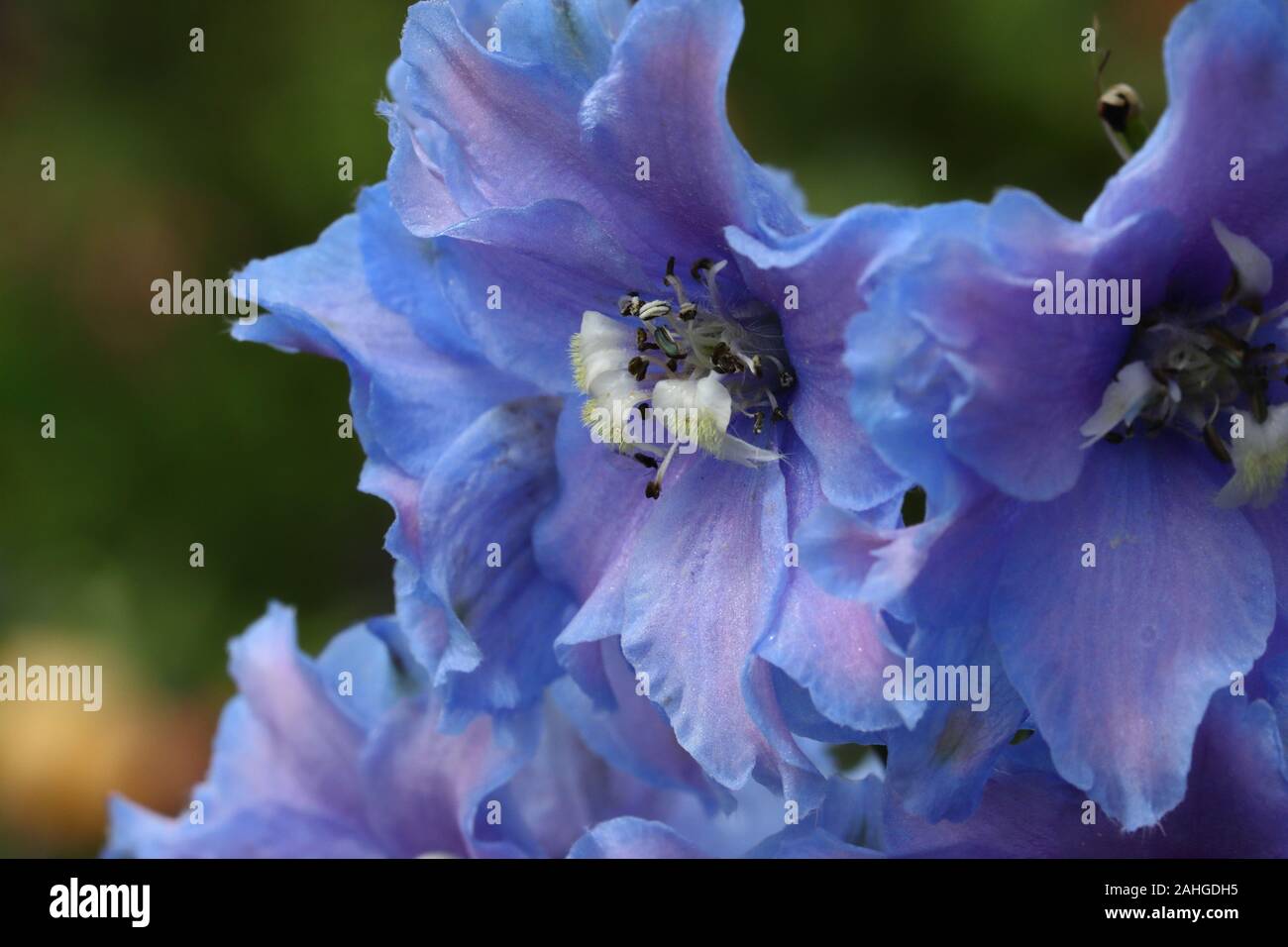 Delphinium is a genus of about 300 species of perennial flowering ...