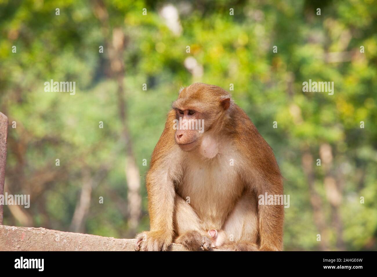 Monkeys in the Indonesian temple Stock Photo - Alamy