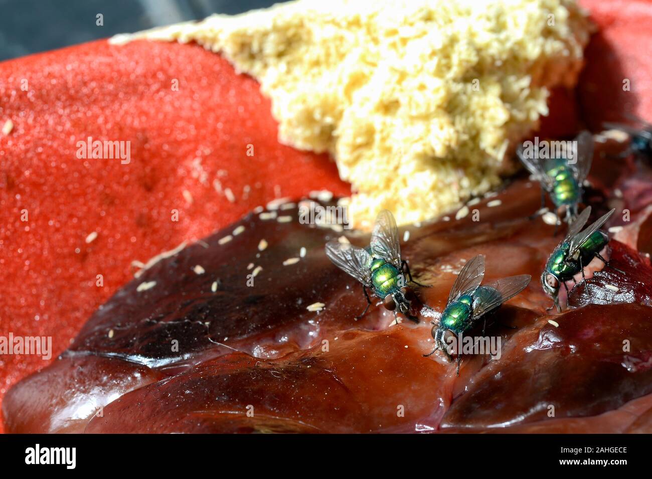 Green flies "blow flowers" with laid eggs on the edge of a tray of ...