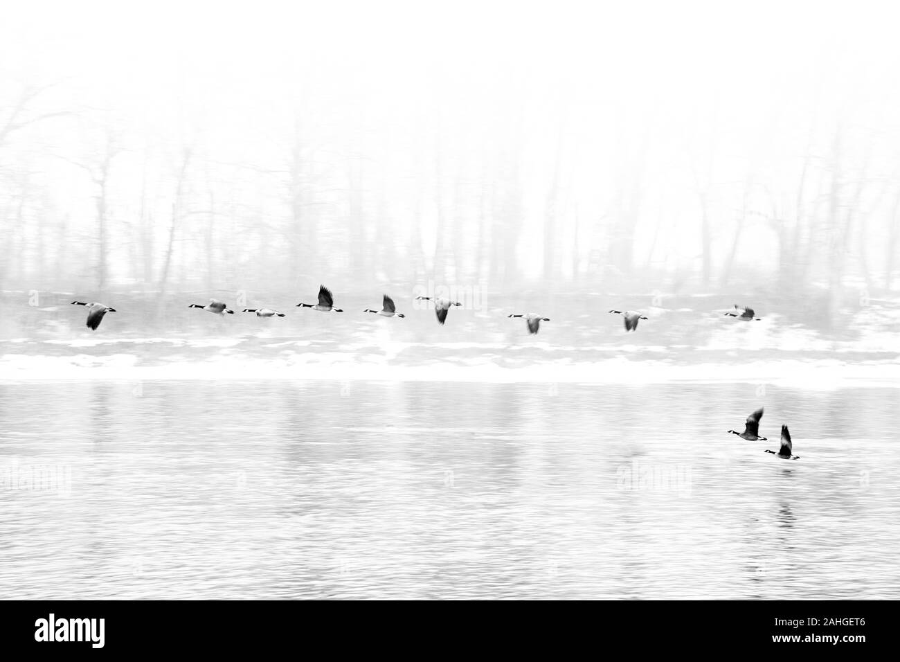 Canada geese flying Black and White Stock Photos & Images - Alamy