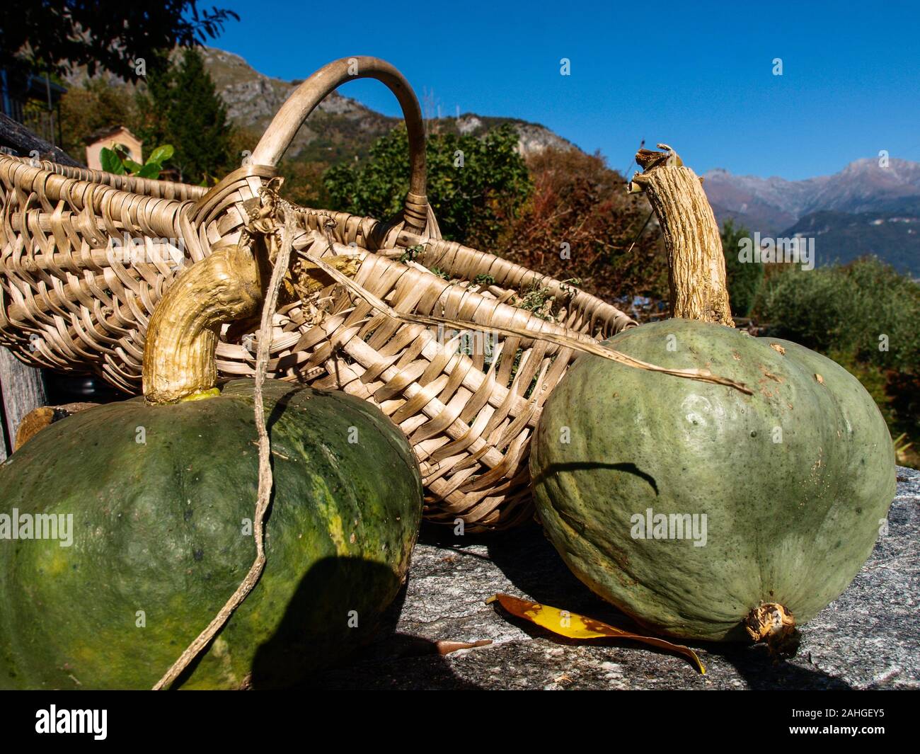 Lake of Como, Italy: ornamental pumpkins on the farm Stock Photo - Alamy