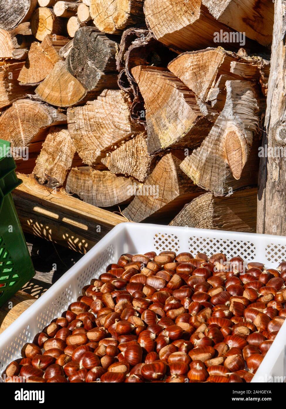 Lake of Como, Italy: ornamental chestnuts on the farm Stock Photo - Alamy
