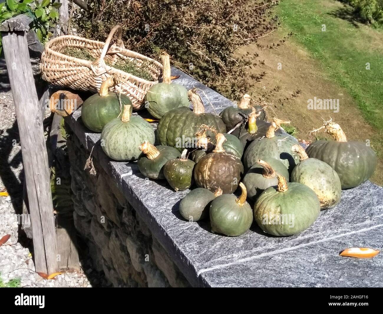 Lake of Como, Italy: ornamental pumpkins on the farm Stock Photo - Alamy