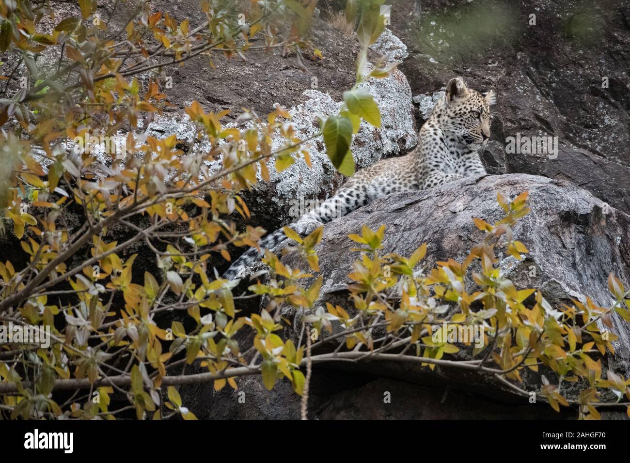 Leopard rock tanzania hi-res stock photography and images - Alamy