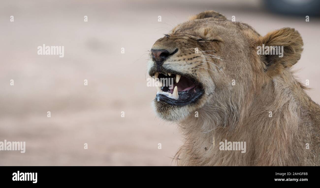 Snarling lioness close up hi-res stock photography and images - Alamy