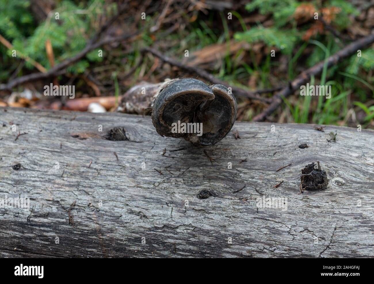 Bison foot hi-res stock photography and images - Alamy