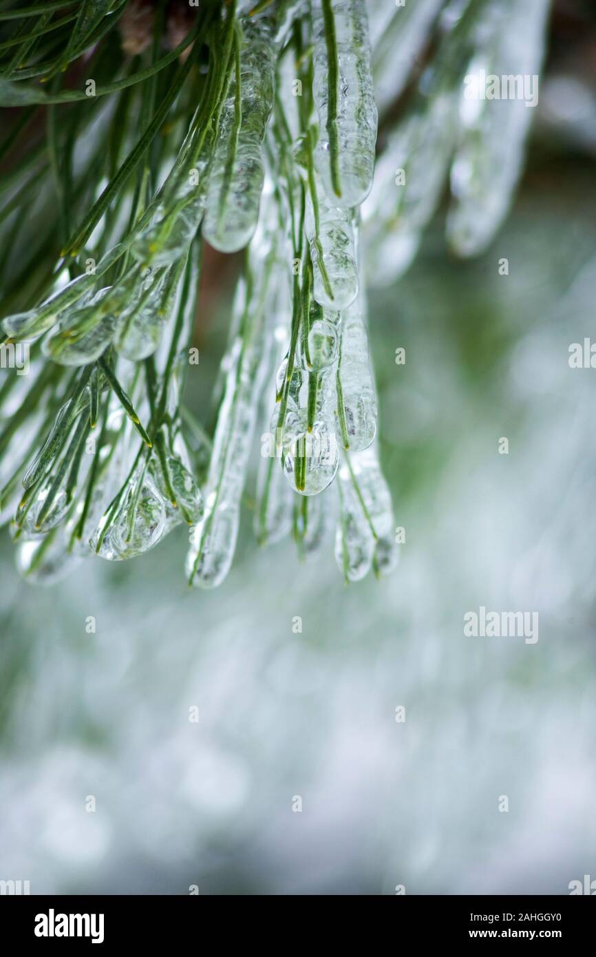 Frozen pine hi-res stock photography and images - Alamy