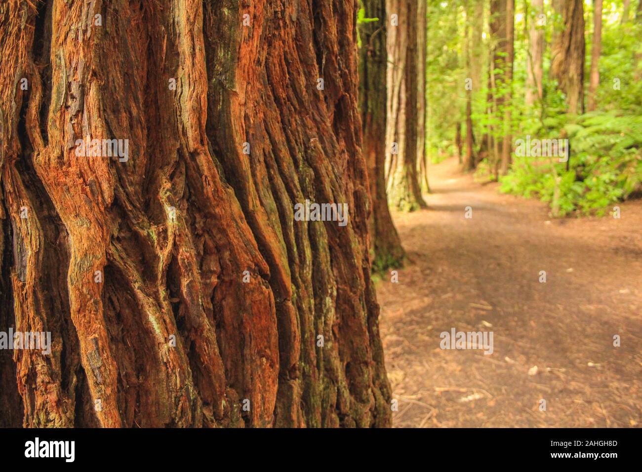 Redwoods at Whakarewarewa Forest in Rotorua, North Island, New Zealand ...