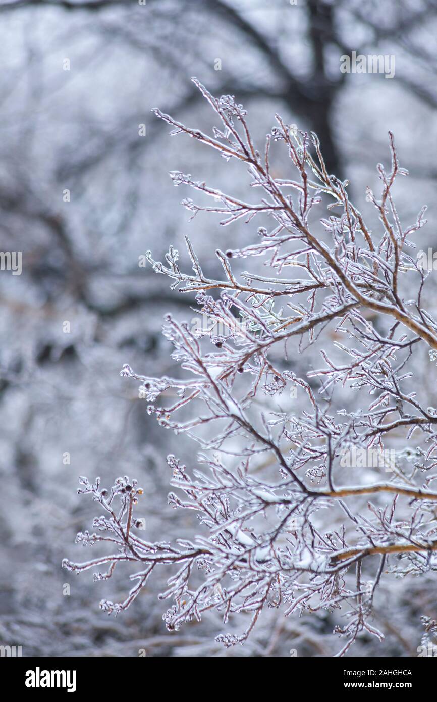 Winter background, frozen branches Stock Photo - Alamy