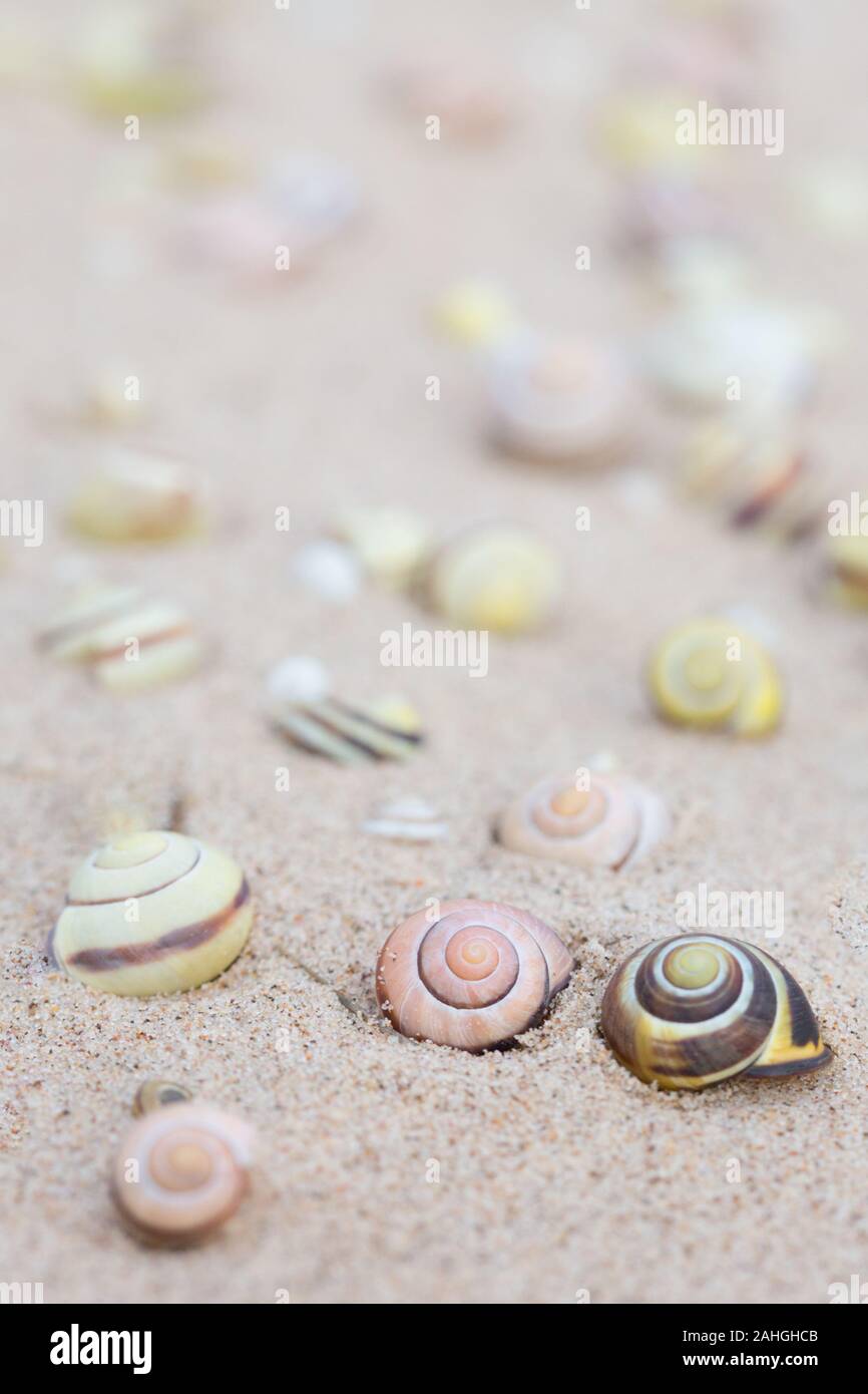 Buried shells hi-res stock photography and images - Alamy
