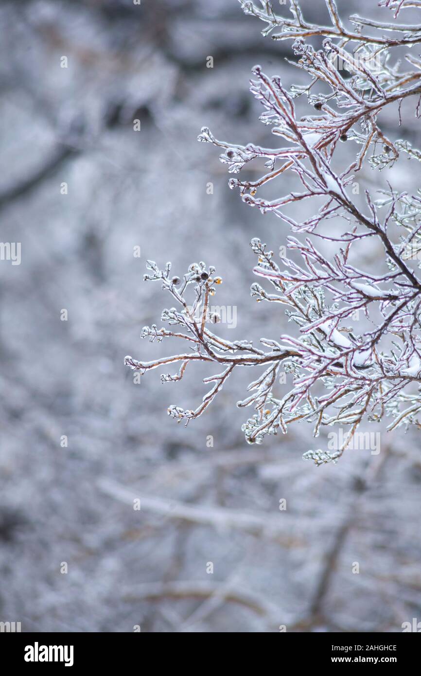 Winter background, frozen branches Stock Photo - Alamy