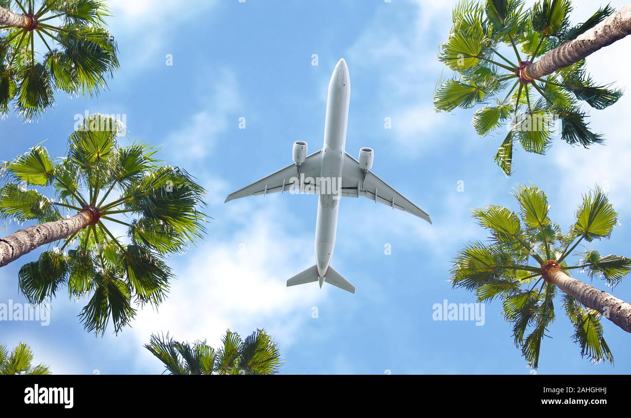 Airplane flying above the palm trees Stock Photo - Alamy