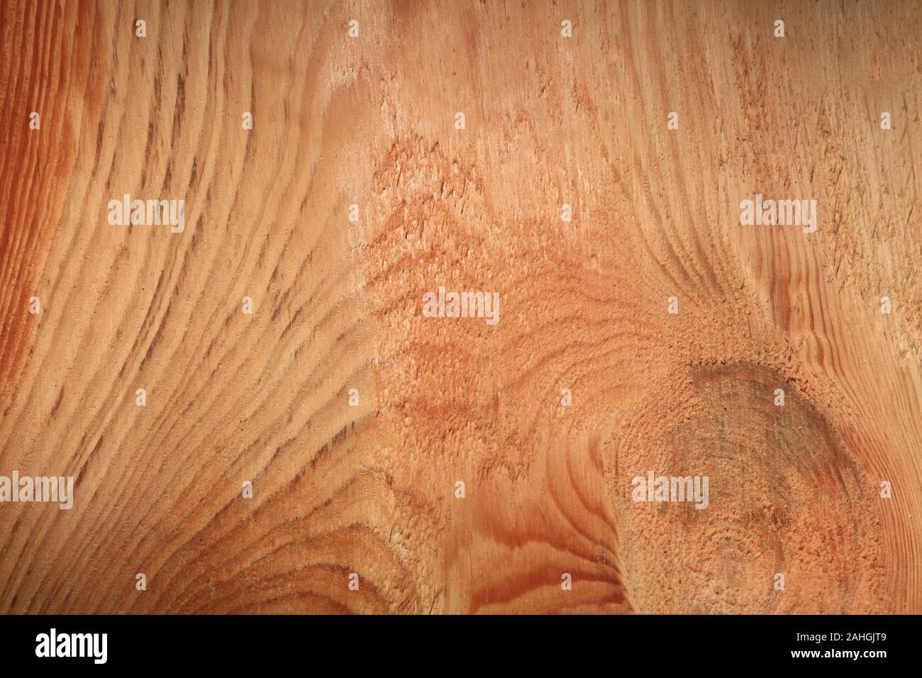Close-up of wooden texture of a freshly cut pine tree. Growth rings on ...