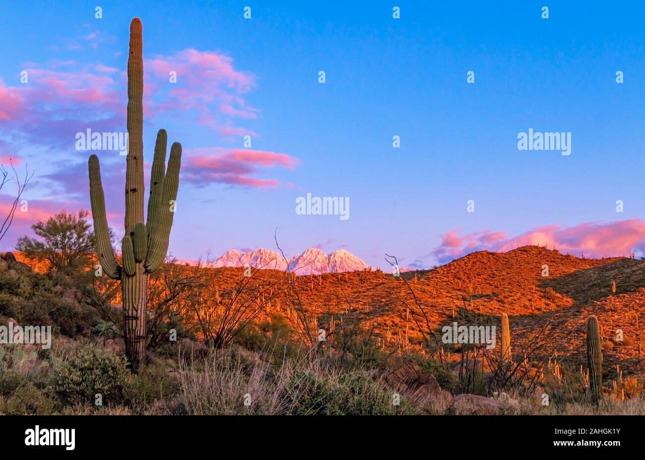 Saguaro cactus with snow on mountains at the Four Peaks recreation area ...