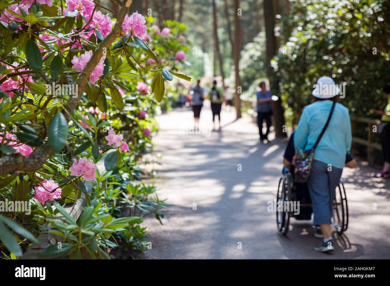 Rhododendron public park in forest in Helsinki, Finland. Beautiful ...