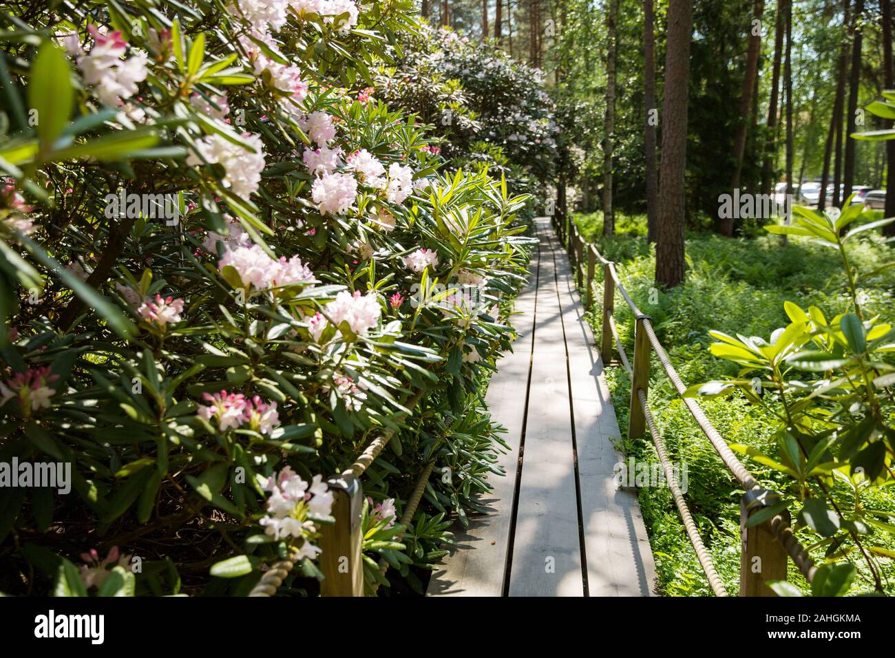 Rhododendron public park in forest in Helsinki, Finland. Beautiful ...