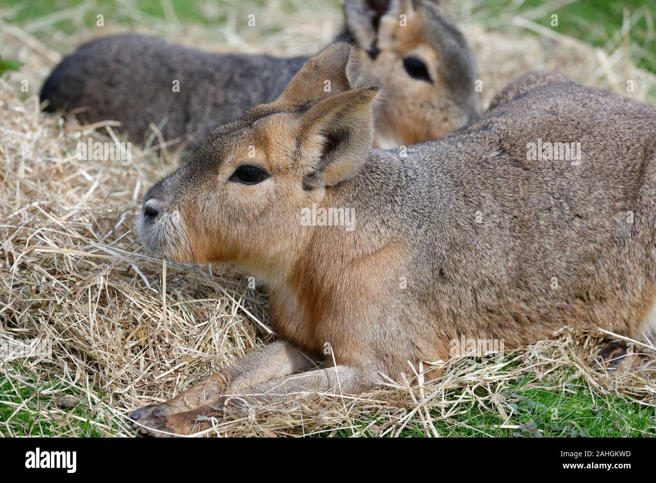 Large mara dolichotis patagonum hi-res stock photography and images - Alamy
