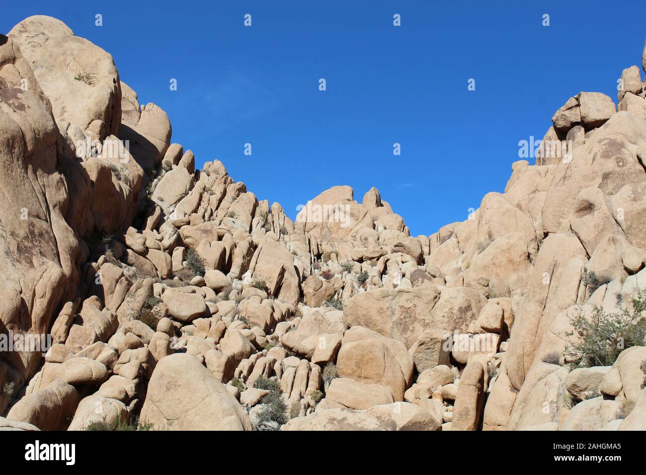 Southern Mojave Desert native plants compete on the limited viable ...