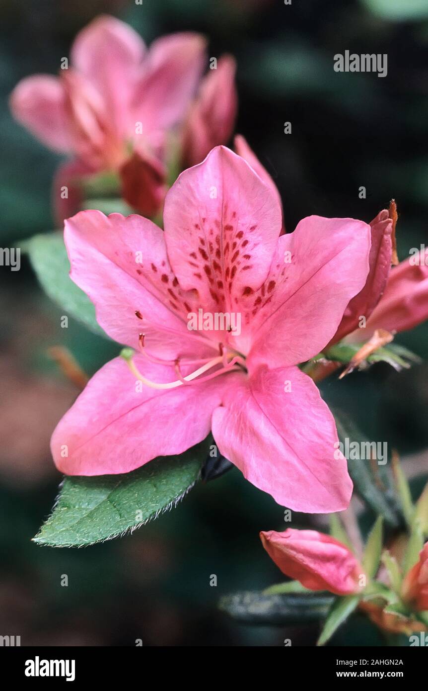 Rhododendron ×obtusum cv. Amoenum; Ericaceae, evergreen azalea, shurb ...