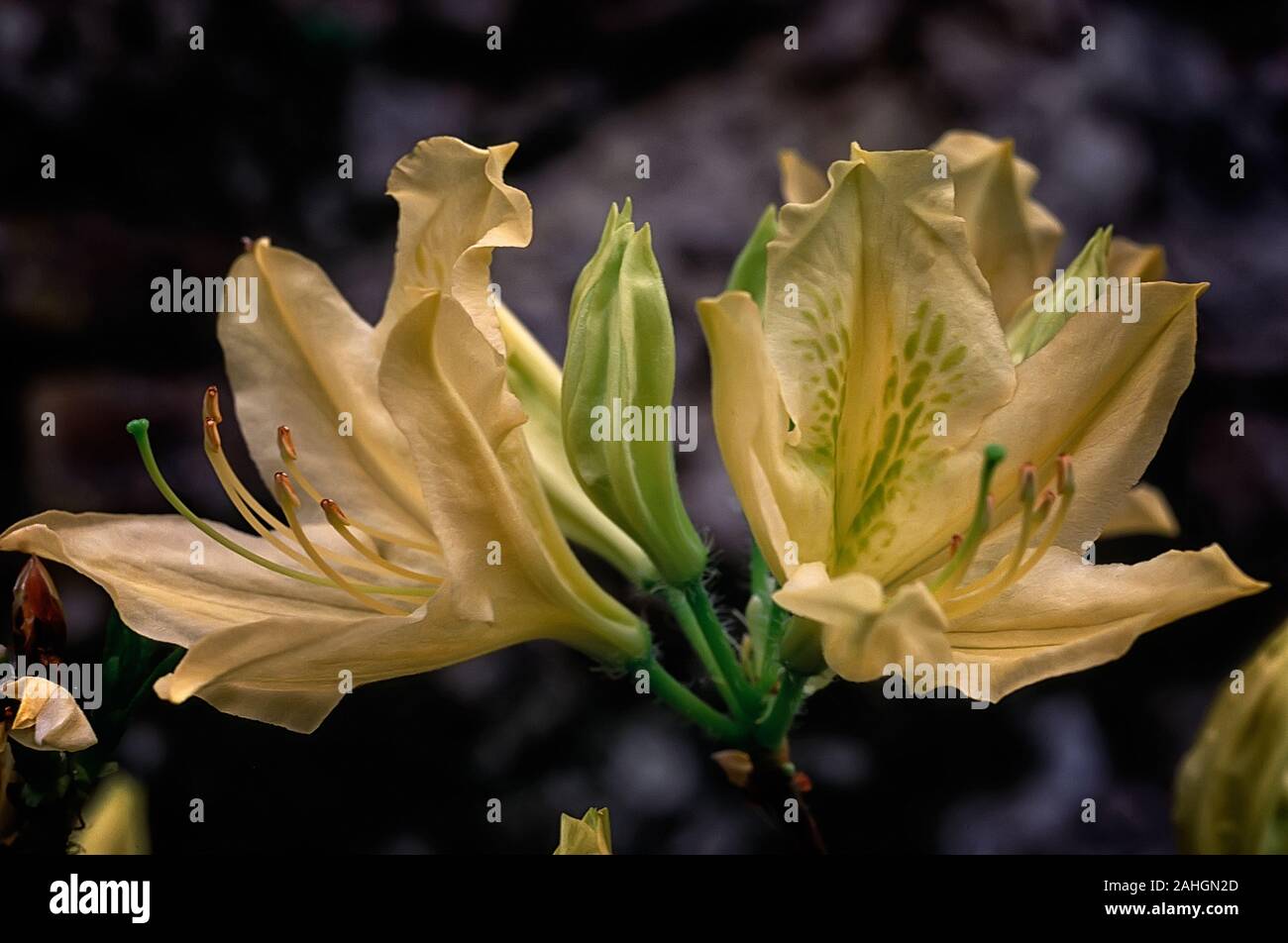 Rhododendron cv. Shamrock, Ericaceae, evergreen dwarf shurbs, flower ...
