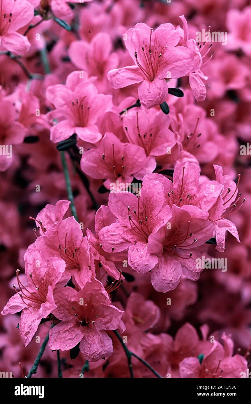 Rhododendron cv. Hinomayo, Ericaceae, Obtusum Group, evergreen shurbs ...