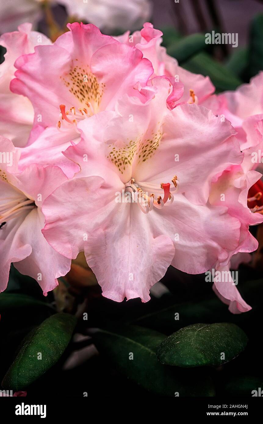 Rhododendron cv ken janeck hi-res stock photography and images - Alamy