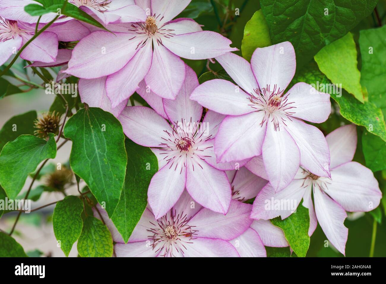 A lovely pink Terry flower adorns the garden. Clematis flower in the ...
