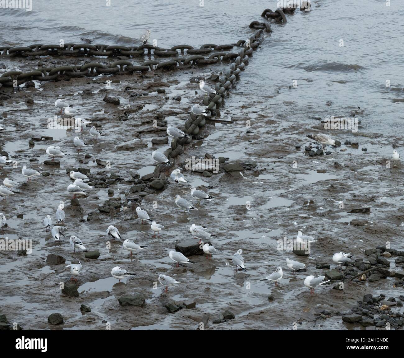 Gulls and chain on Thames mudbank Stock Photo - Alamy