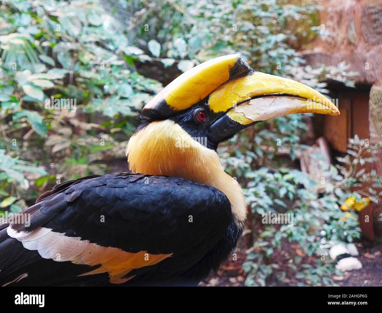 Hornbill casque hi-res stock photography and images - Alamy