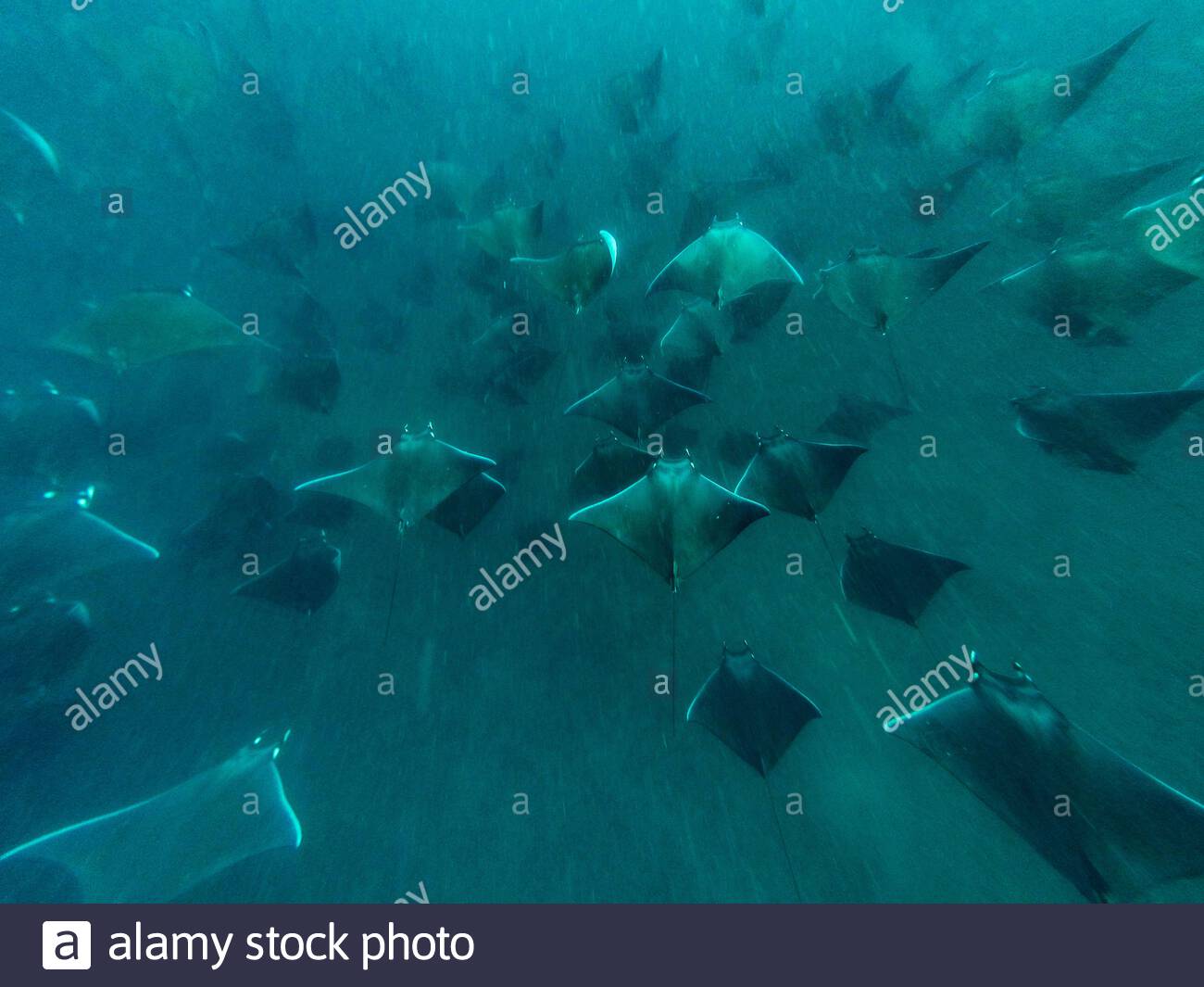 Rays Fish High Resolution Stock Photography and Images - Alamy