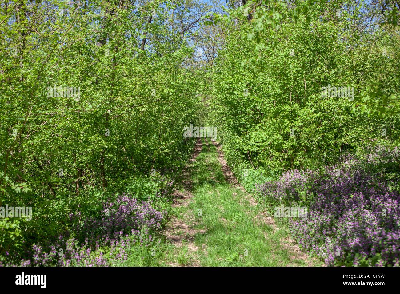 green dense forest with walking path Stock Photo - Alamy