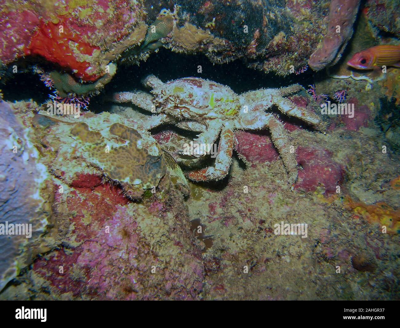 West Indian Spiny Spider Crab (Mithrax spinosissimus Stock Photo - Alamy