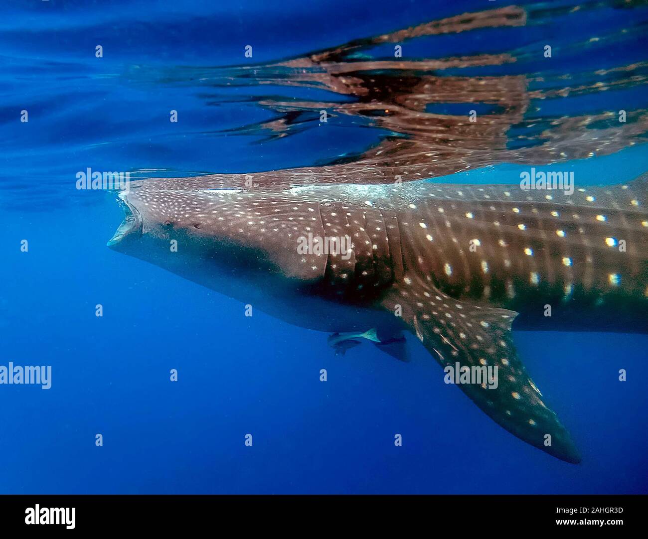 The tail of a whale shark hi-res stock photography and images - Alamy